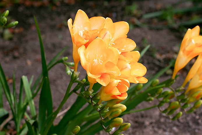 フリージア | 特徴と育て方 - ガーデニングの図鑑