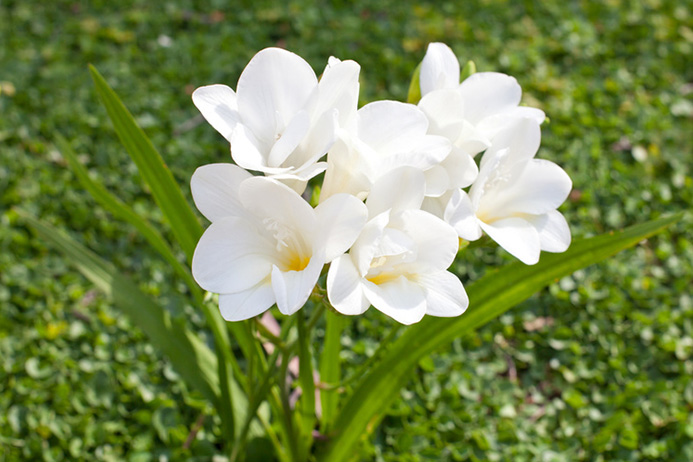 フリージア | 特徴と育て方 - ガーデニングの図鑑