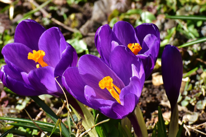 クロッカス | 特徴と品種、育て方 - ガーデニングの図鑑