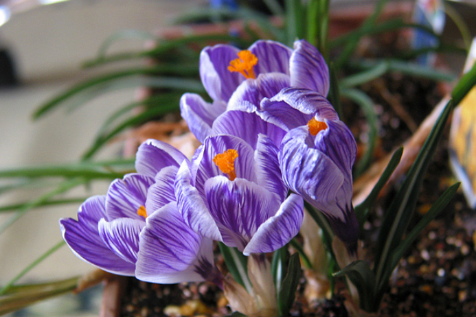 クロッカス | 特徴と品種、育て方 - ガーデニングの図鑑