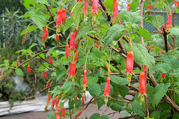 フクシア | 特徴と品種、育て方 - ガーデニングの図鑑